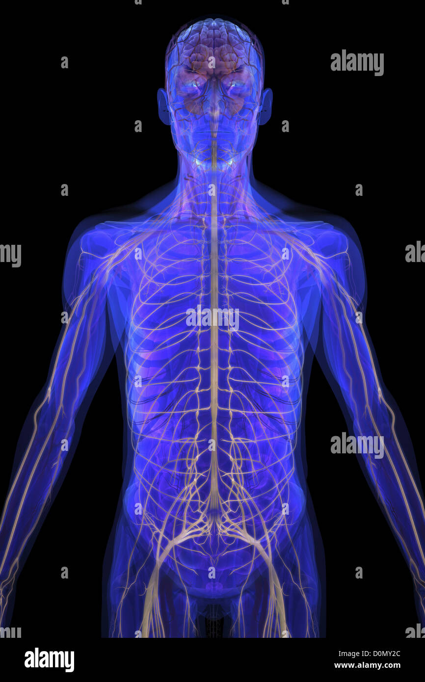 Modèle anatomique montrant le système nerveux humain Photo Stock - Alamy