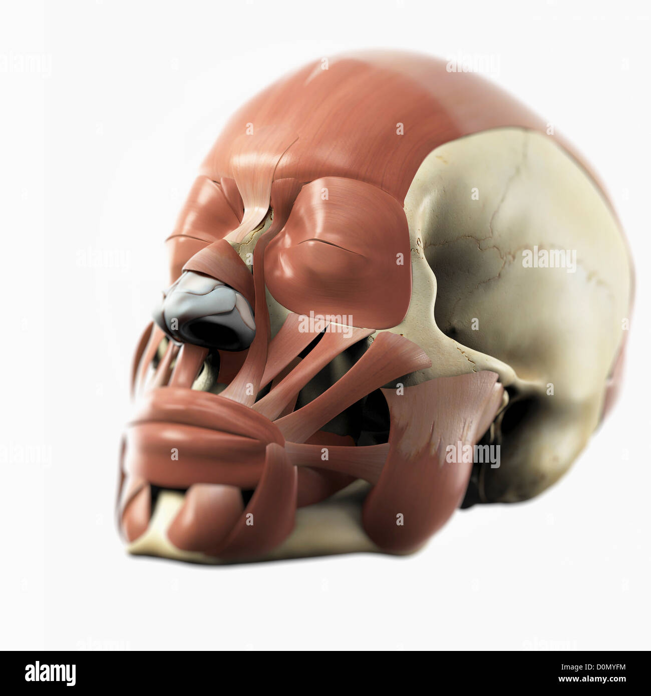 Risorius muscle Banque de photographies et d’images à haute résolution ...