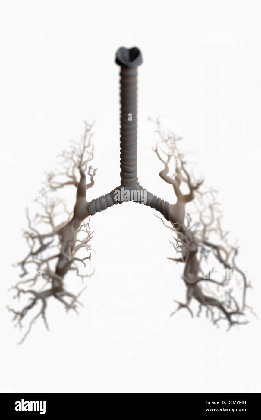 Diagramme du montrant la structure des bronches et des tubes ...
