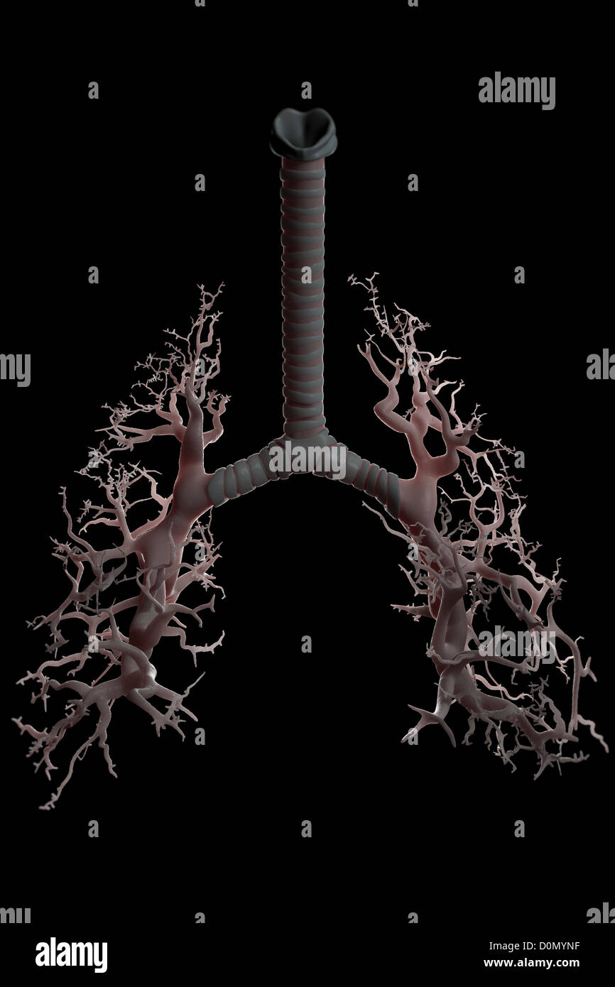 Diagramme du montrant la structure des bronches et des tubes ...