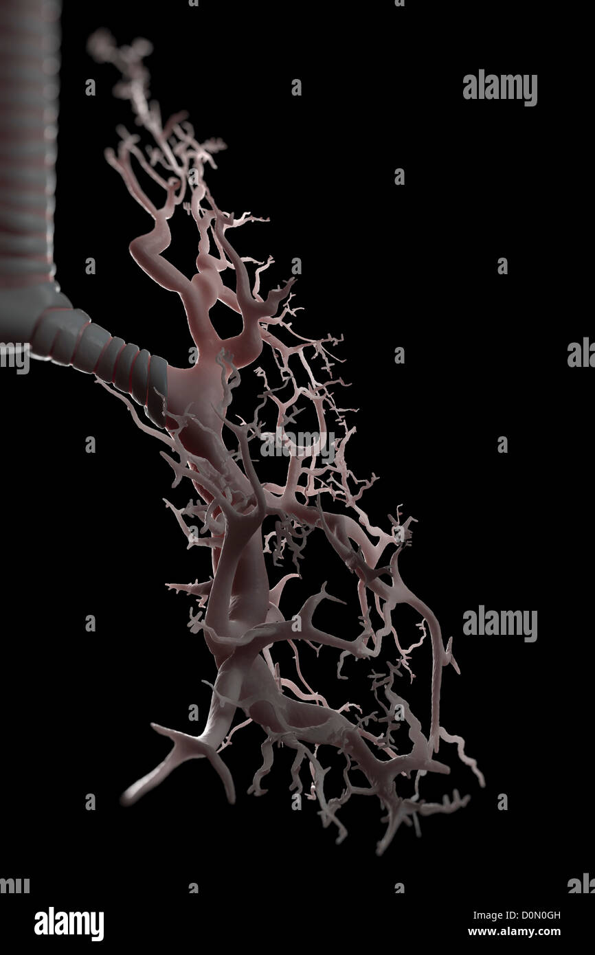 Diagramme du montrant la structure de la bronche et bronches Photo ...