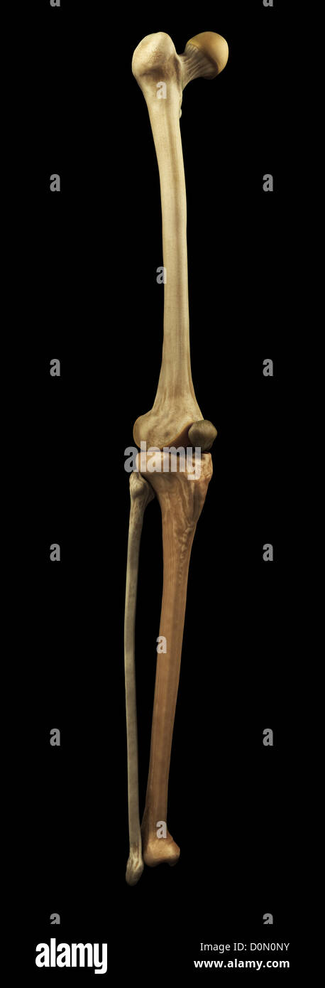 Os et articulations qui forment le squelette de la jambe humaine Photo ...