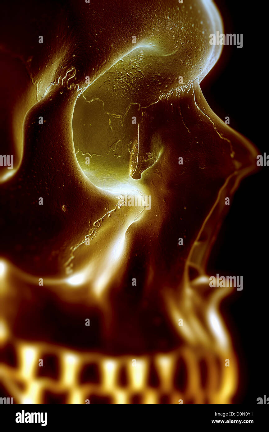 Modèle anatomique montrant la structure de l'os nasal Photo Stock - Alamy