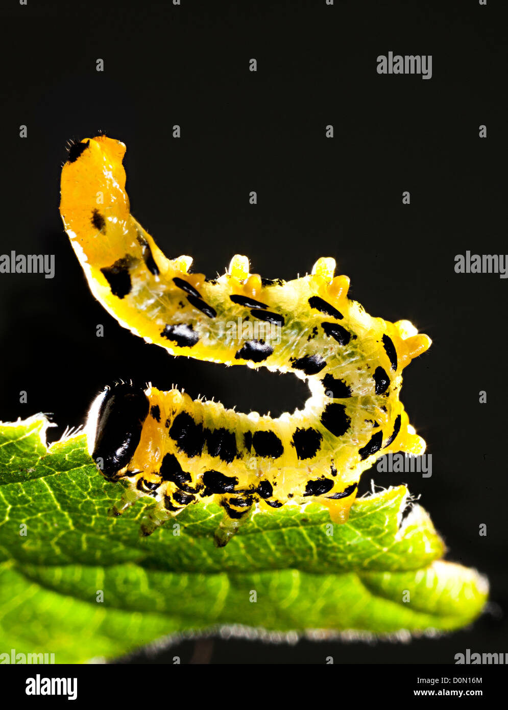 Larve de mouche africaine Banque de photographies et d’images à haute ...