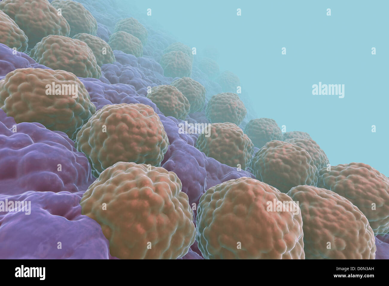 Les particules du virus de la rubéole sur la surface cellulaire ...