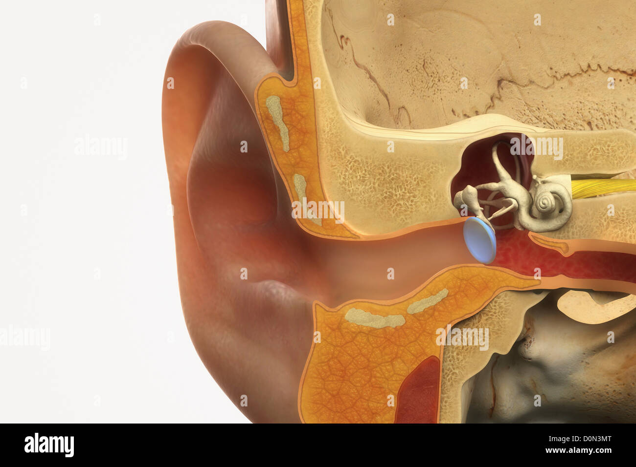 Une vue en coupe de la tête, révélant l'anatomie du canal auditif et de ...