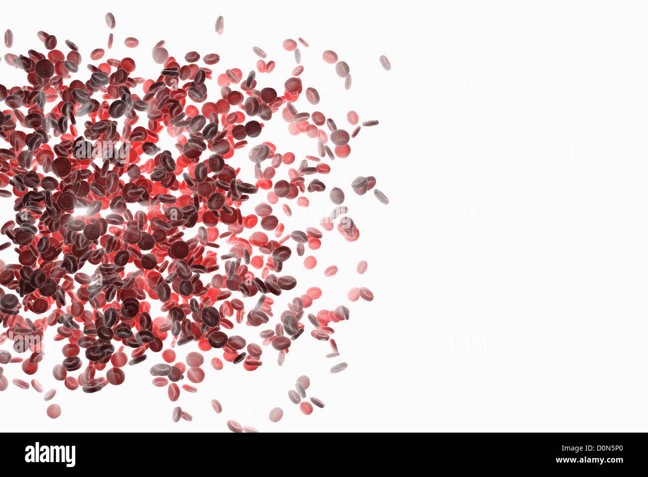 Une collection d'érythrocytes ou globules rouges qui sont les plus ...