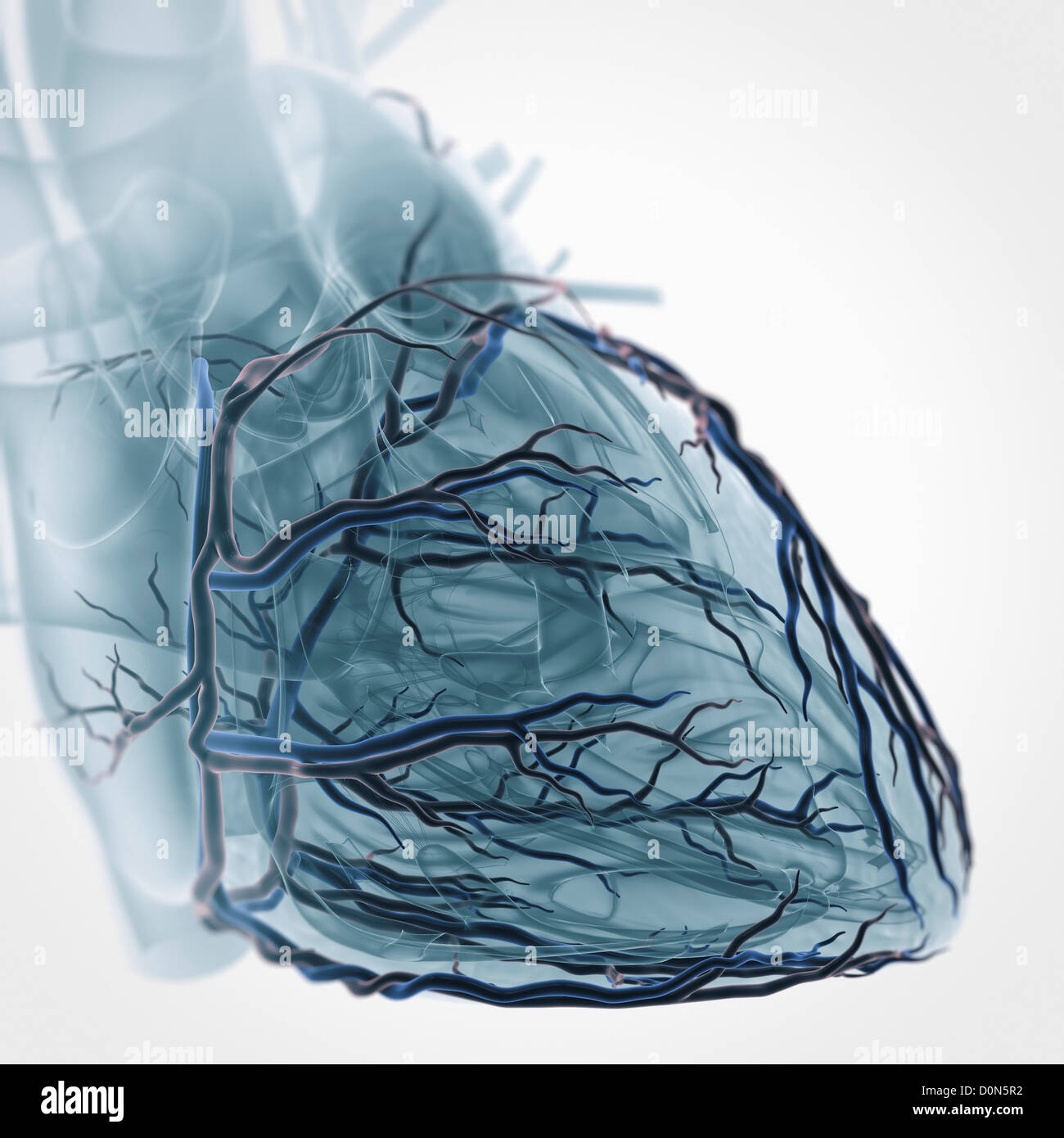 Vue de côté de l'anatomie cardiaque coronaire et ses vaisseaux sanguins ...