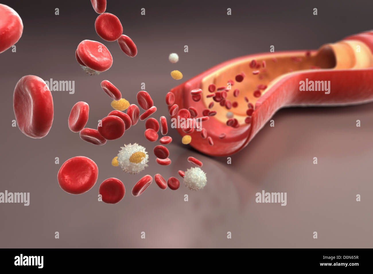 Une section d'un vaisseau sanguin avec globules rouges se précipitent ...