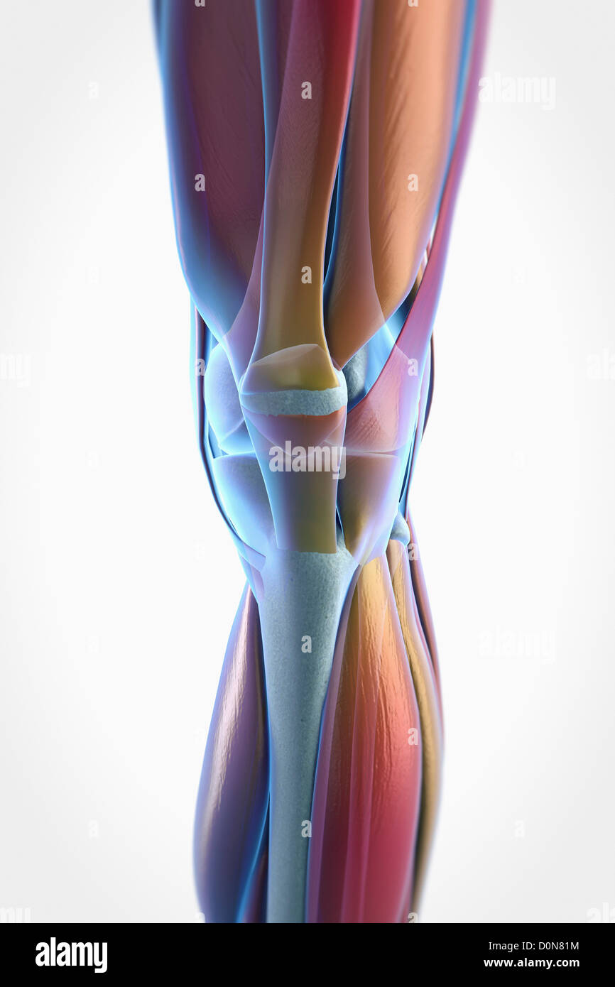 Les muscles du genou gauche qui sont transparentes révélant des ...