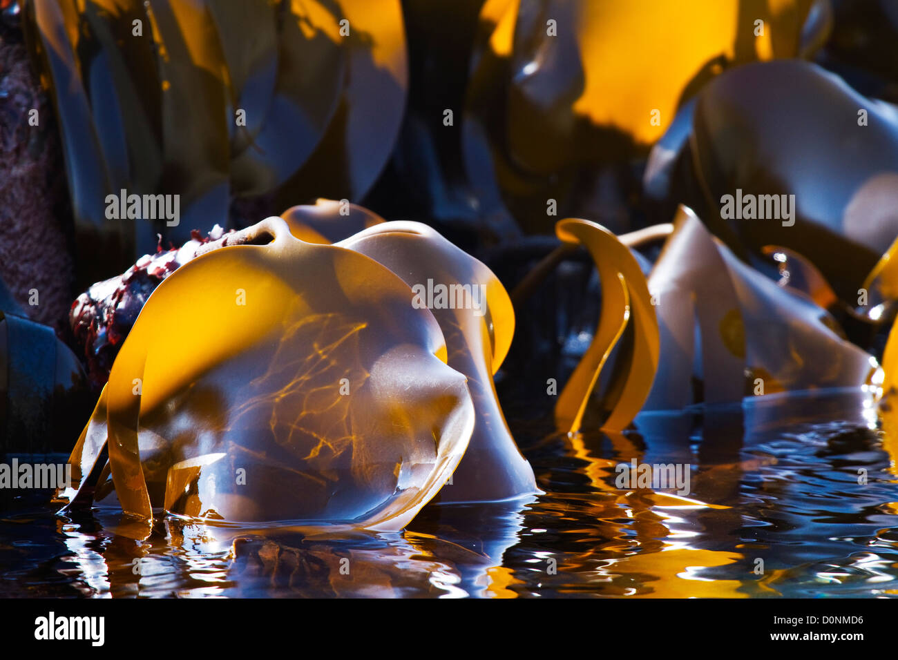 Acide alginique Banque de photographies et d’images à haute résolution ...