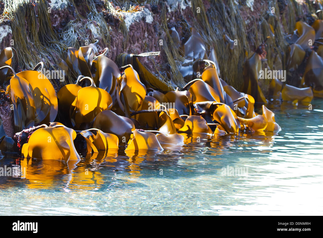 Laminaria seaweed Banque de photographies et d’images à haute ...