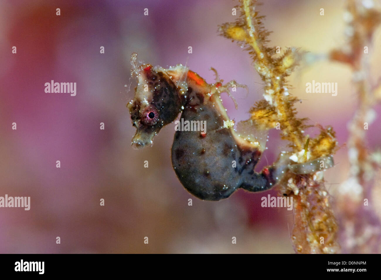 Hippocampe Pontohi Banque d'image et photos - Alamy