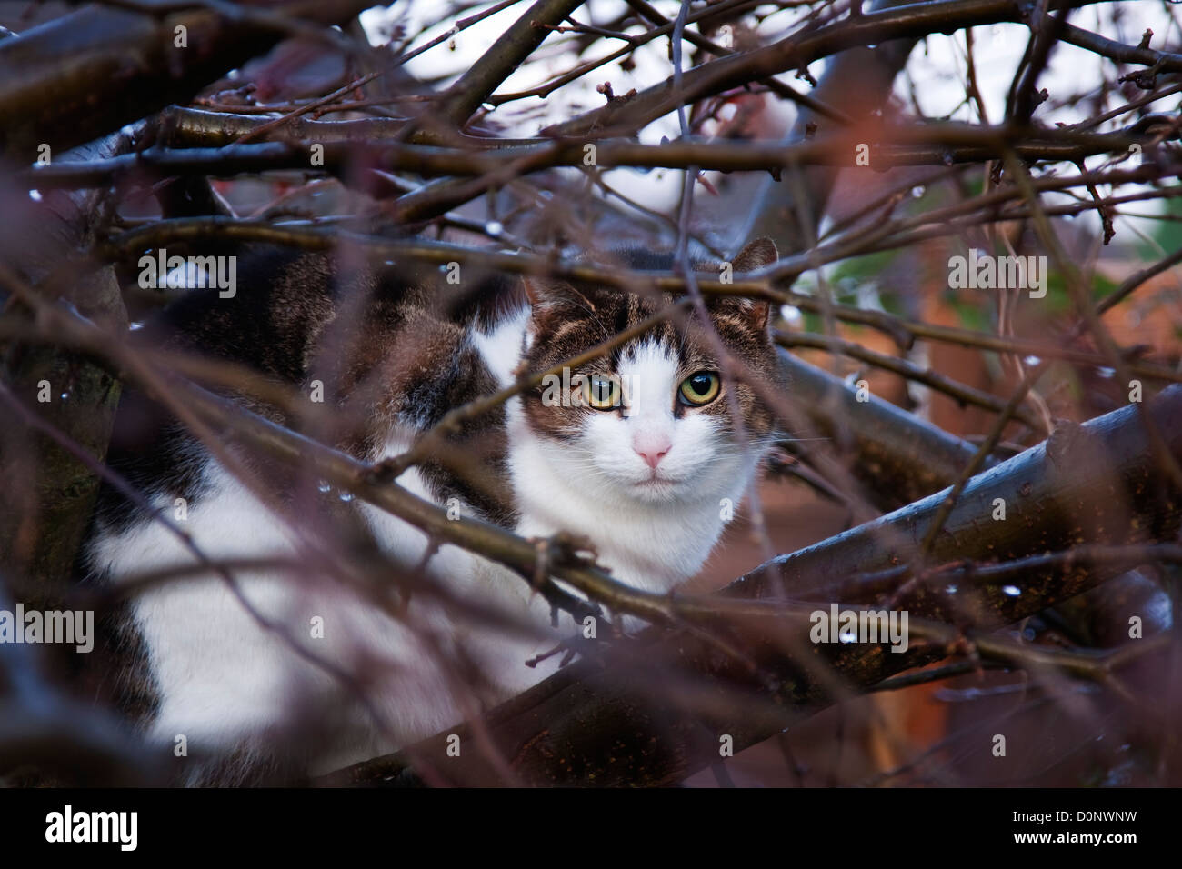 Chat dans un arbre Banque de photographies et d’images à haute ...