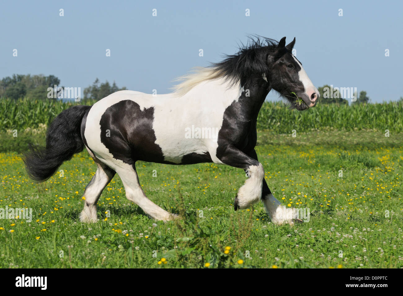 Cob horse Banque de photographies et d’images à haute résolution - Alamy