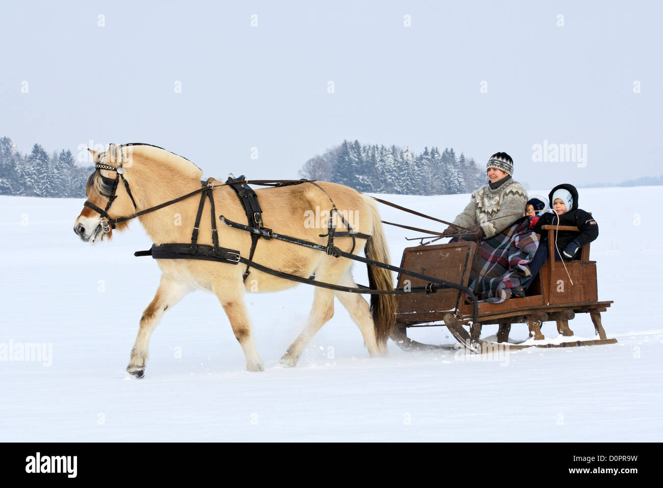 Mère et enfants dans une carriole tirée par un cheval Fjord norvégien ...