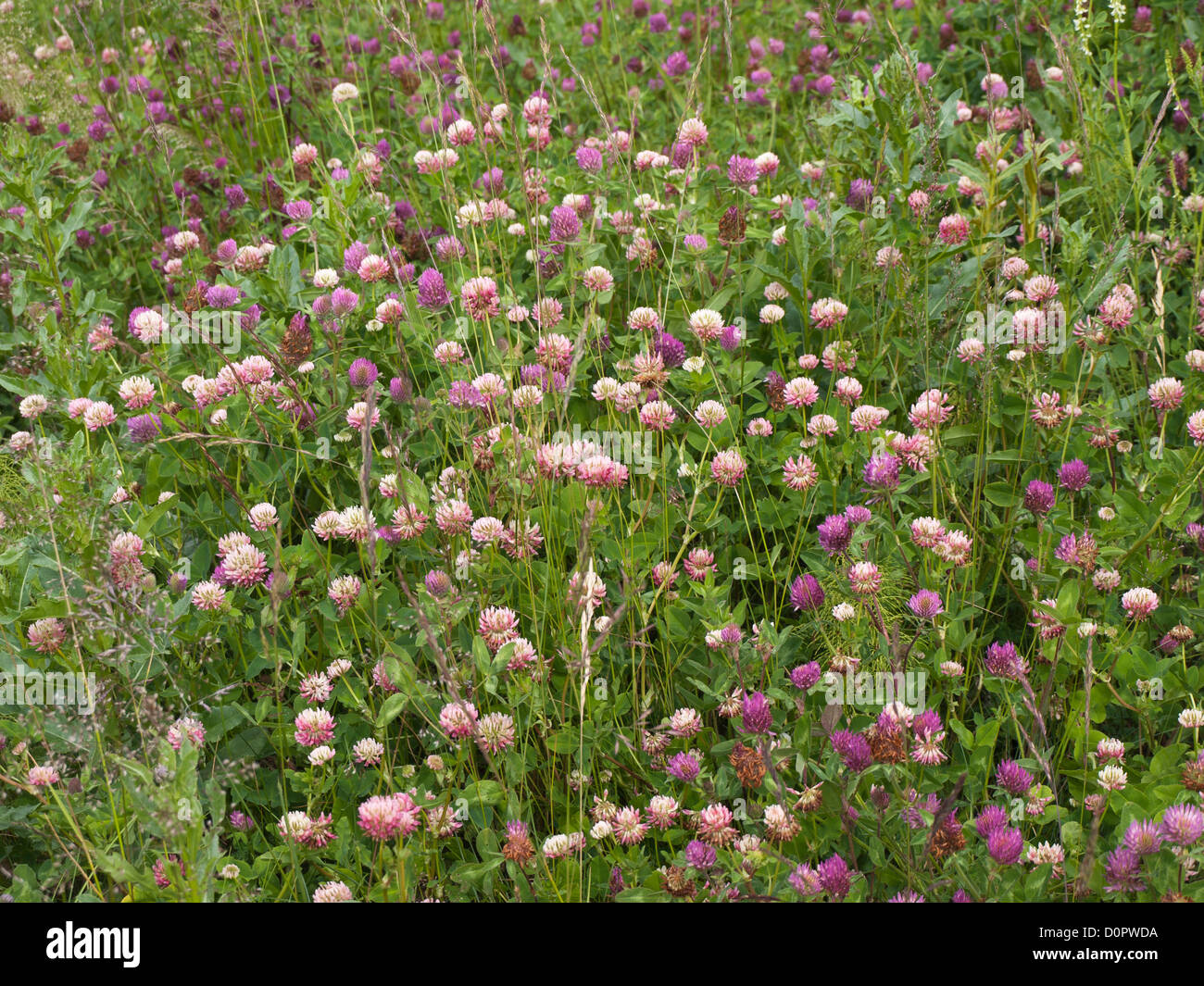 Trifolium pratense Banque de photographies et d’images à haute ...
