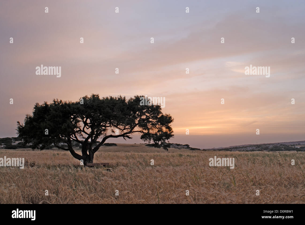 Arbre de couleur solitaire Banque de photographies et d’images à haute ...