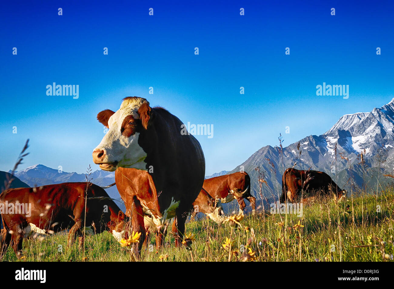 La vache, le farm animal dans les Alpes françaises, la race d'Abondance ...