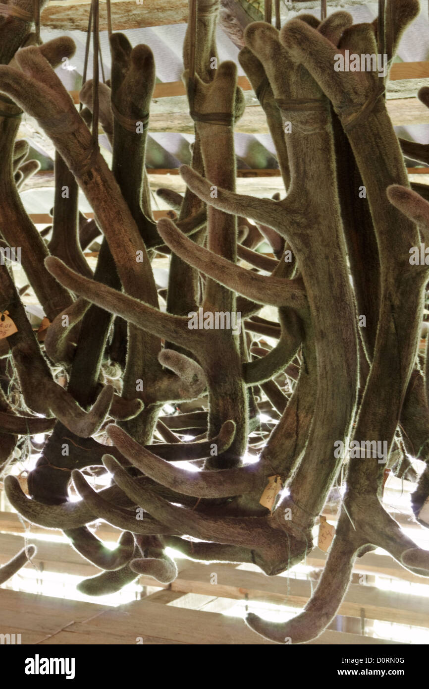 Coupe cornes Banque de photographies et d’images à haute résolution - Alamy