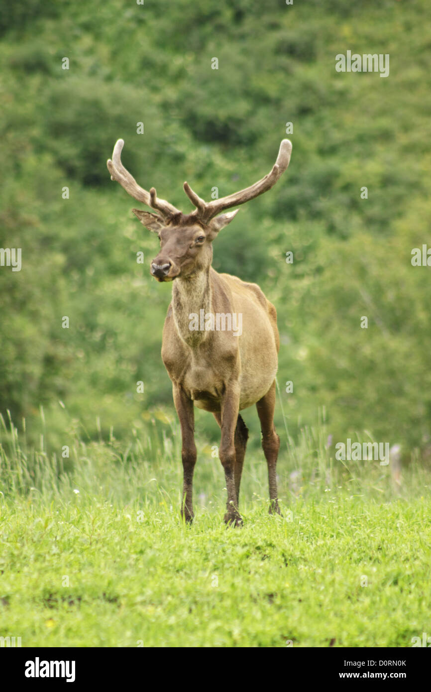 Maral Animal Banque d'image et photos - Alamy