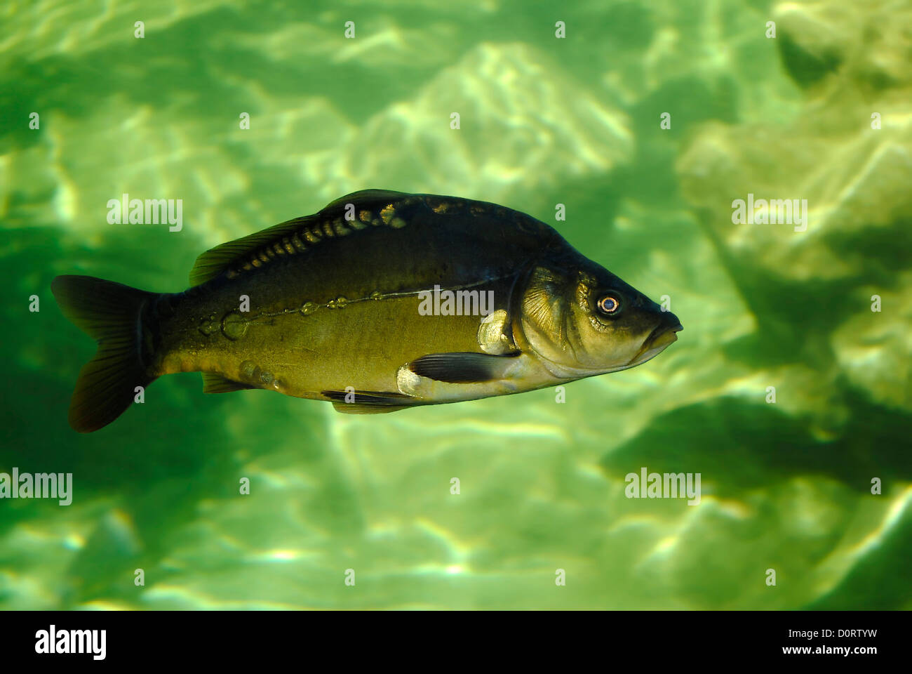 Carpe miroir Banque de photographies et d’images à haute résolution - Alamy