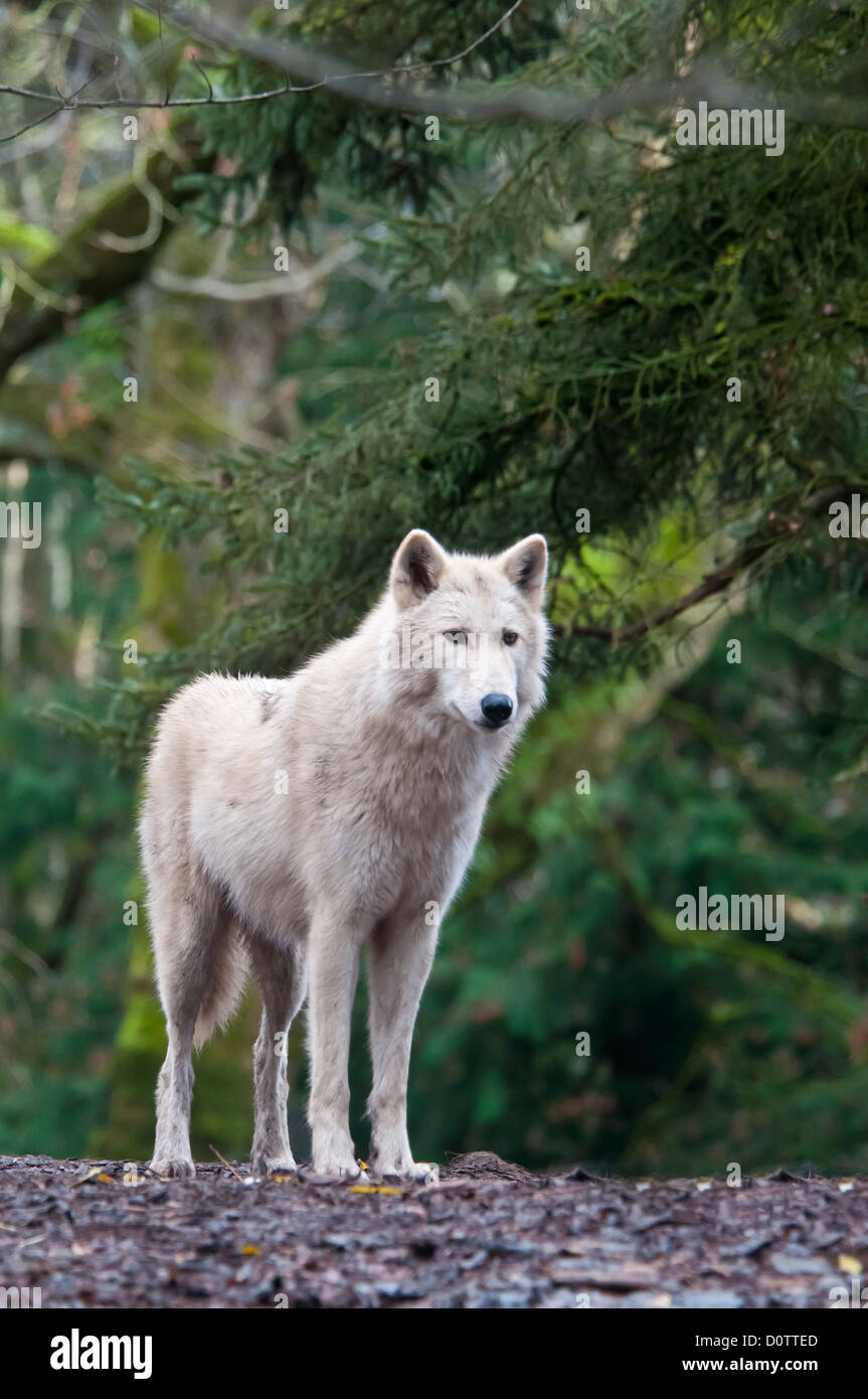 Loup animal Banque de photographies et d’images à haute résolution - Alamy