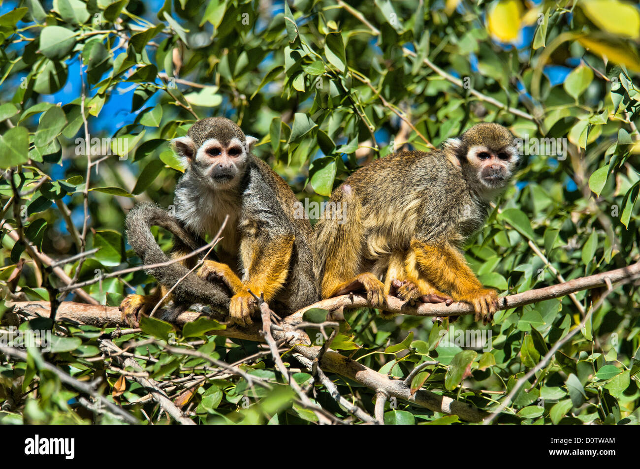 Singe écureuil, Saimiri sciureus, singe, singe, animal, USA, Europa ...