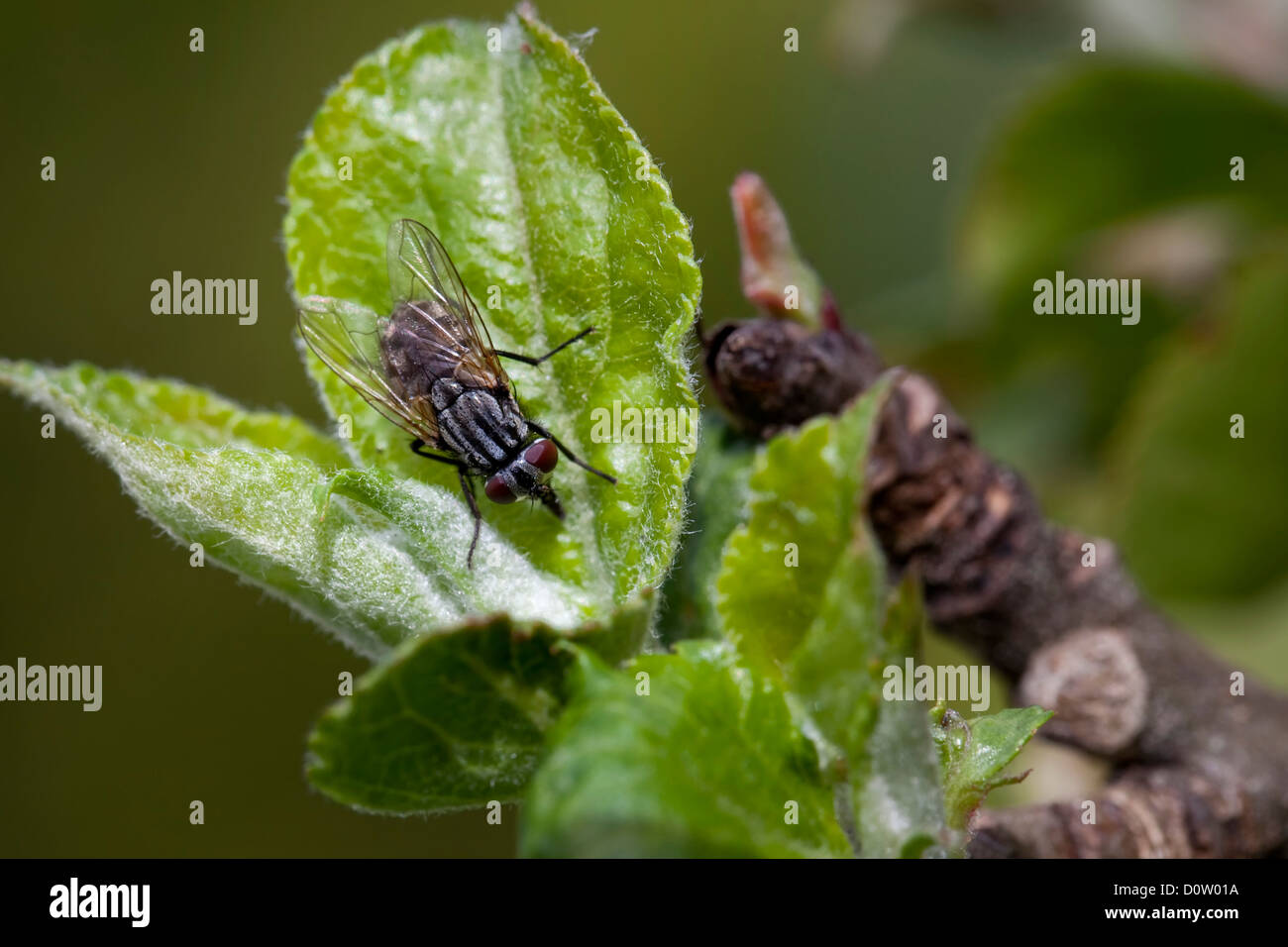 Insectes, battant, insectes, jardin, arbres, des animaux, des animaux ...