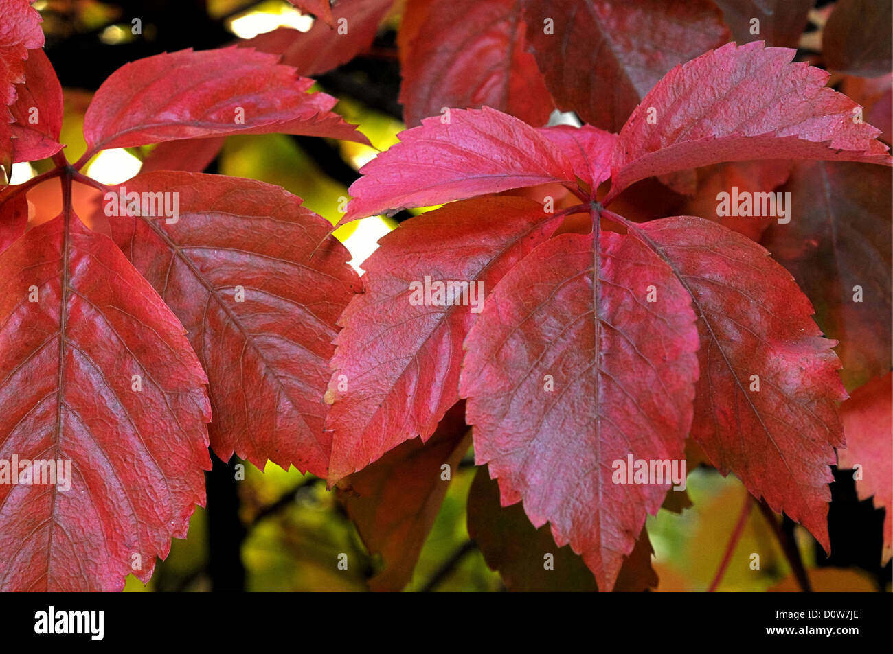 Rouge automne automnal feuilles feuillage mur grimpeur plante grimpante ...