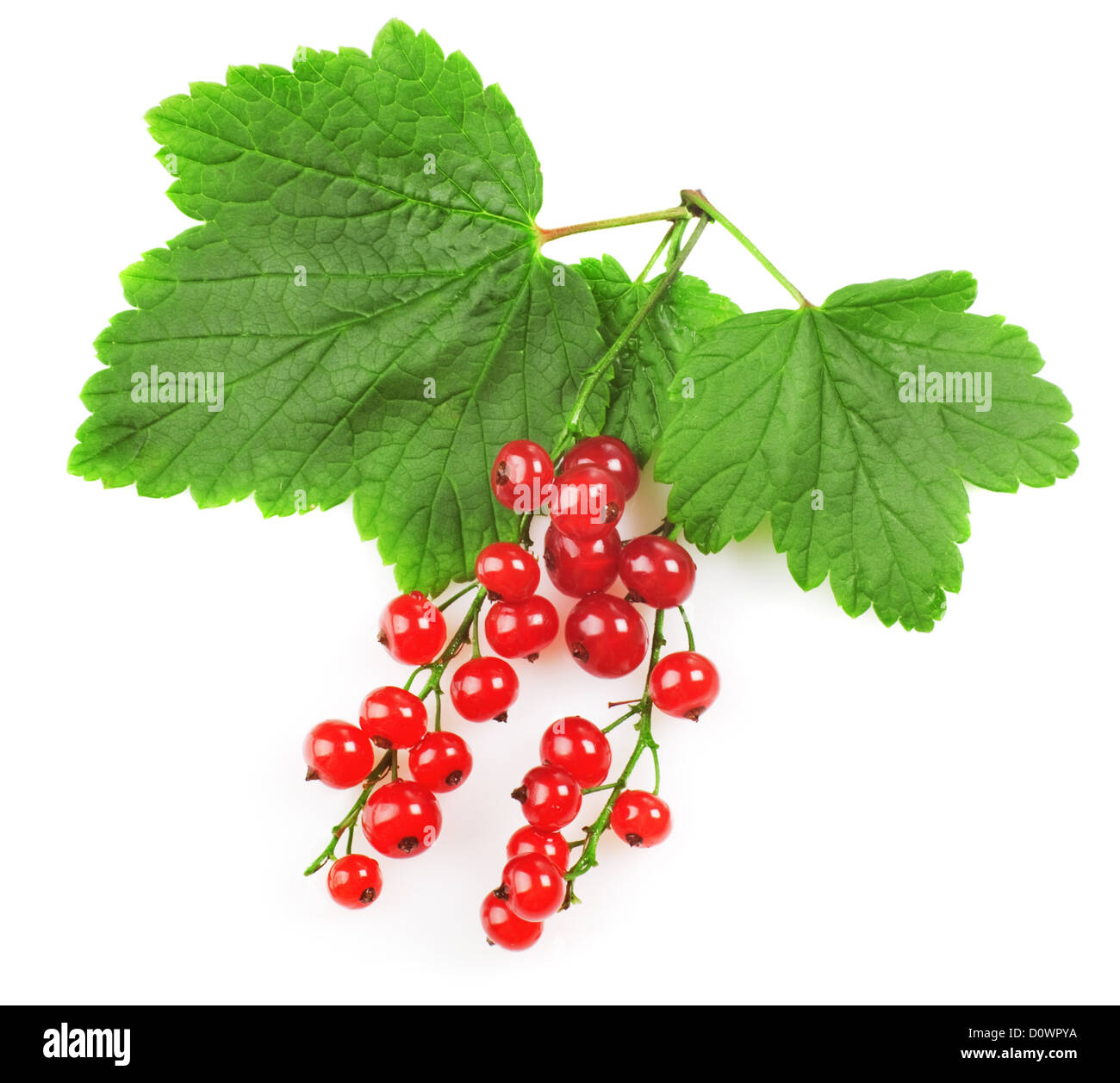 Groseille verte Banque d'images détourées - Alamy