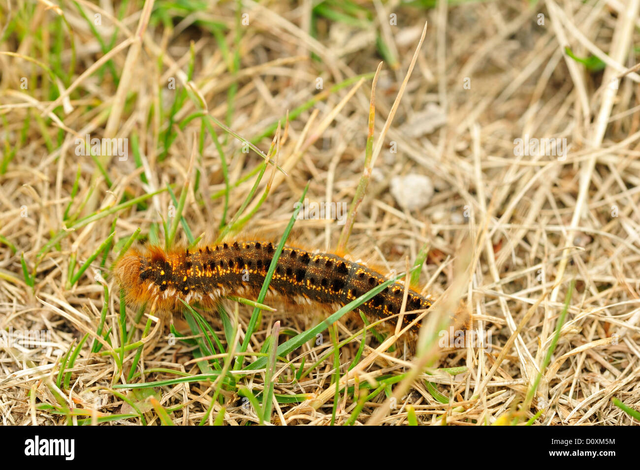 Le Buveur Philudoria Potatoria Banque d'image et photos - Alamy