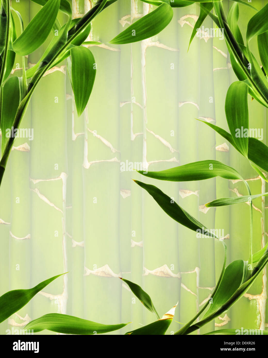 Bamboo leaf Banque de photographies et d’images à haute résolution - Alamy