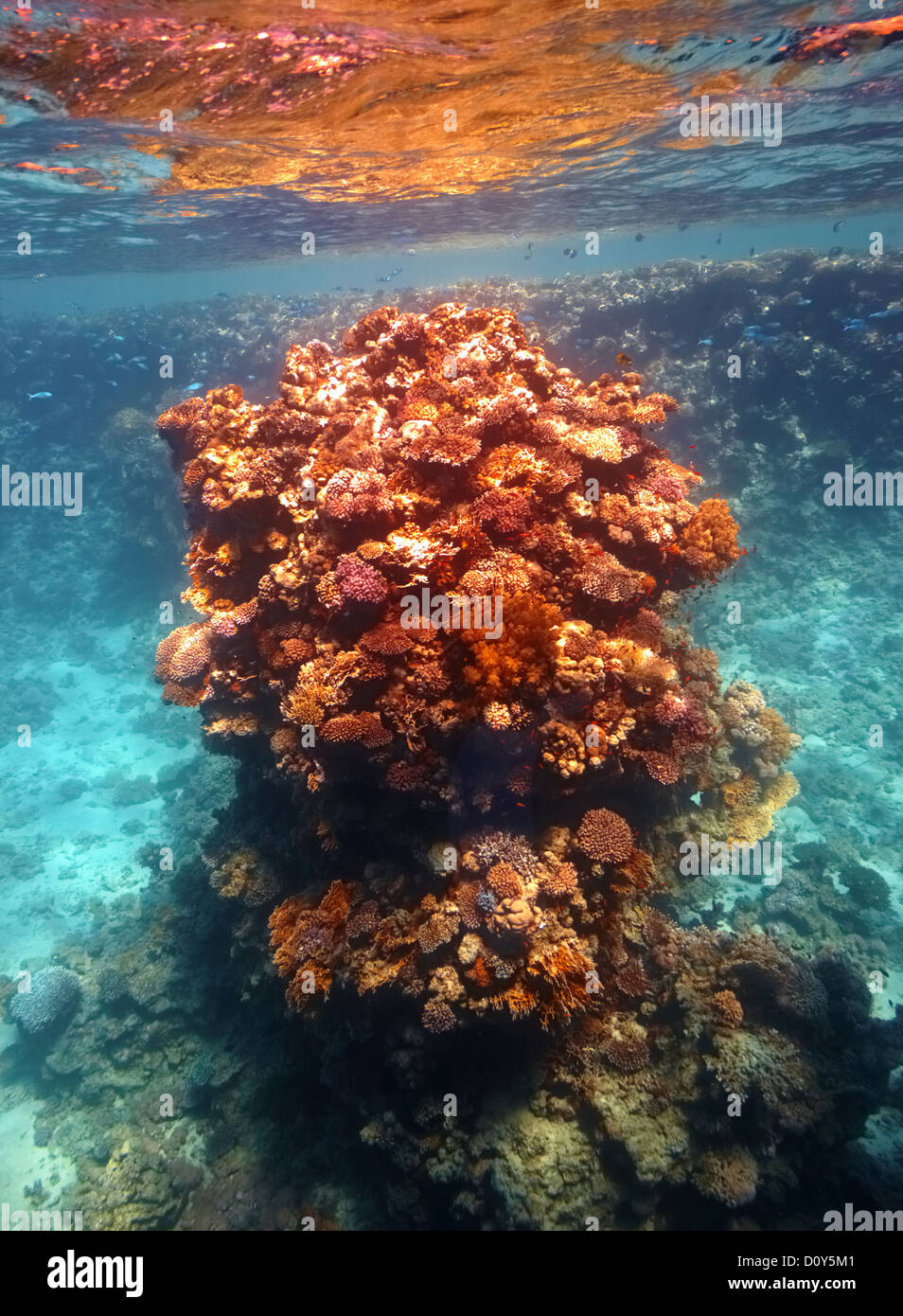 Corail et poisson dans la mer rouge rouge Banque de photographies et d ...