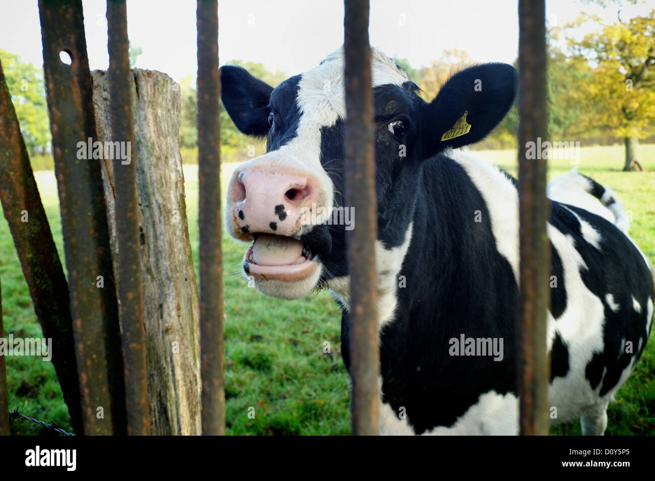 Animal qui rit Banque de photographies et d’images à haute résolution ...