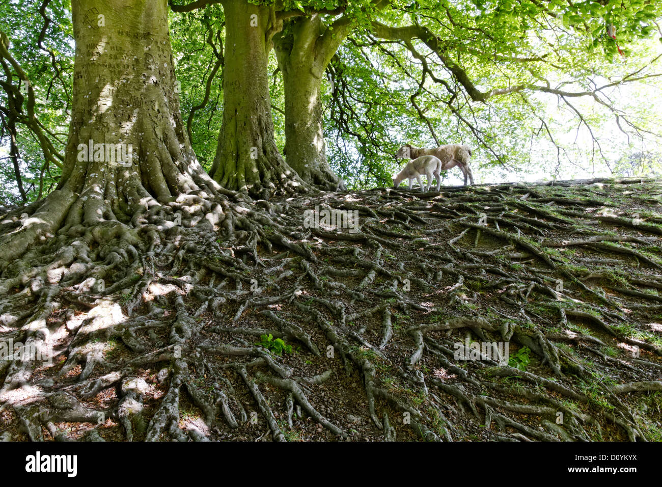 Racine arbre exposée Banque de photographies et d’images à haute ...