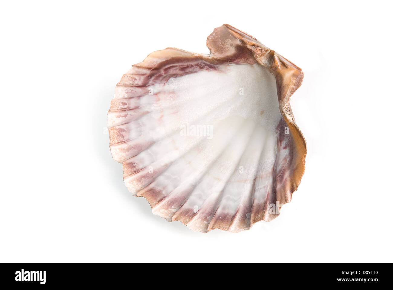 coquille de mer Photo Stock - Alamy