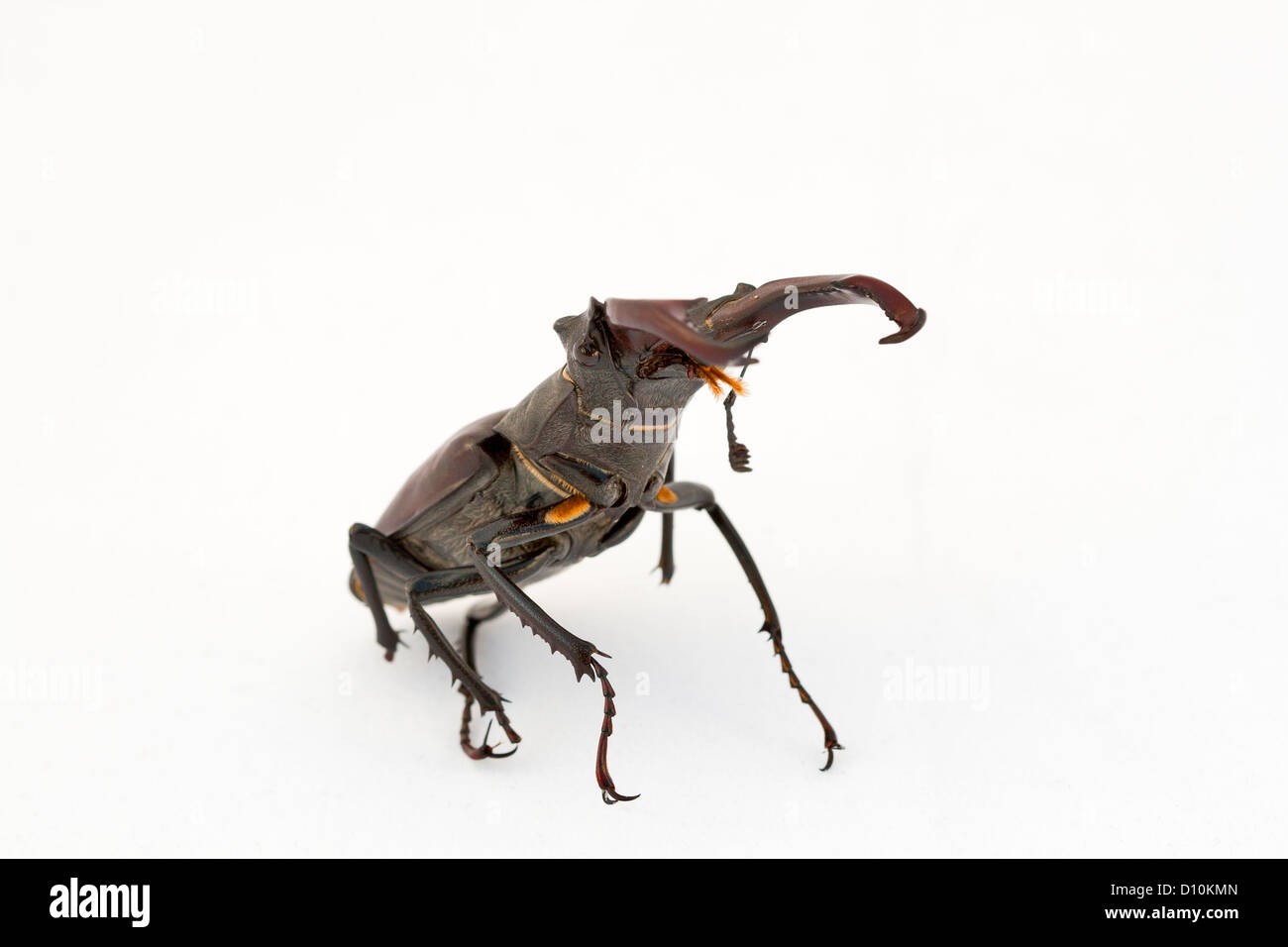 Close-up of big stag beetle (Lucanus cervus) - le plus grand coléoptère ...