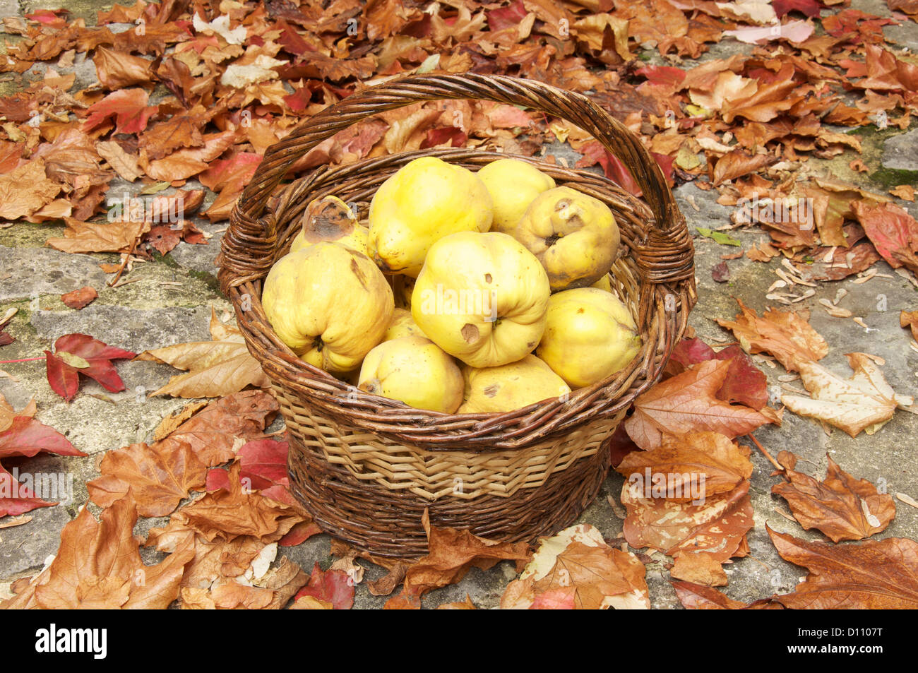 Feuilles de coings cydonia oblonga Banque de photographies et d’images ...