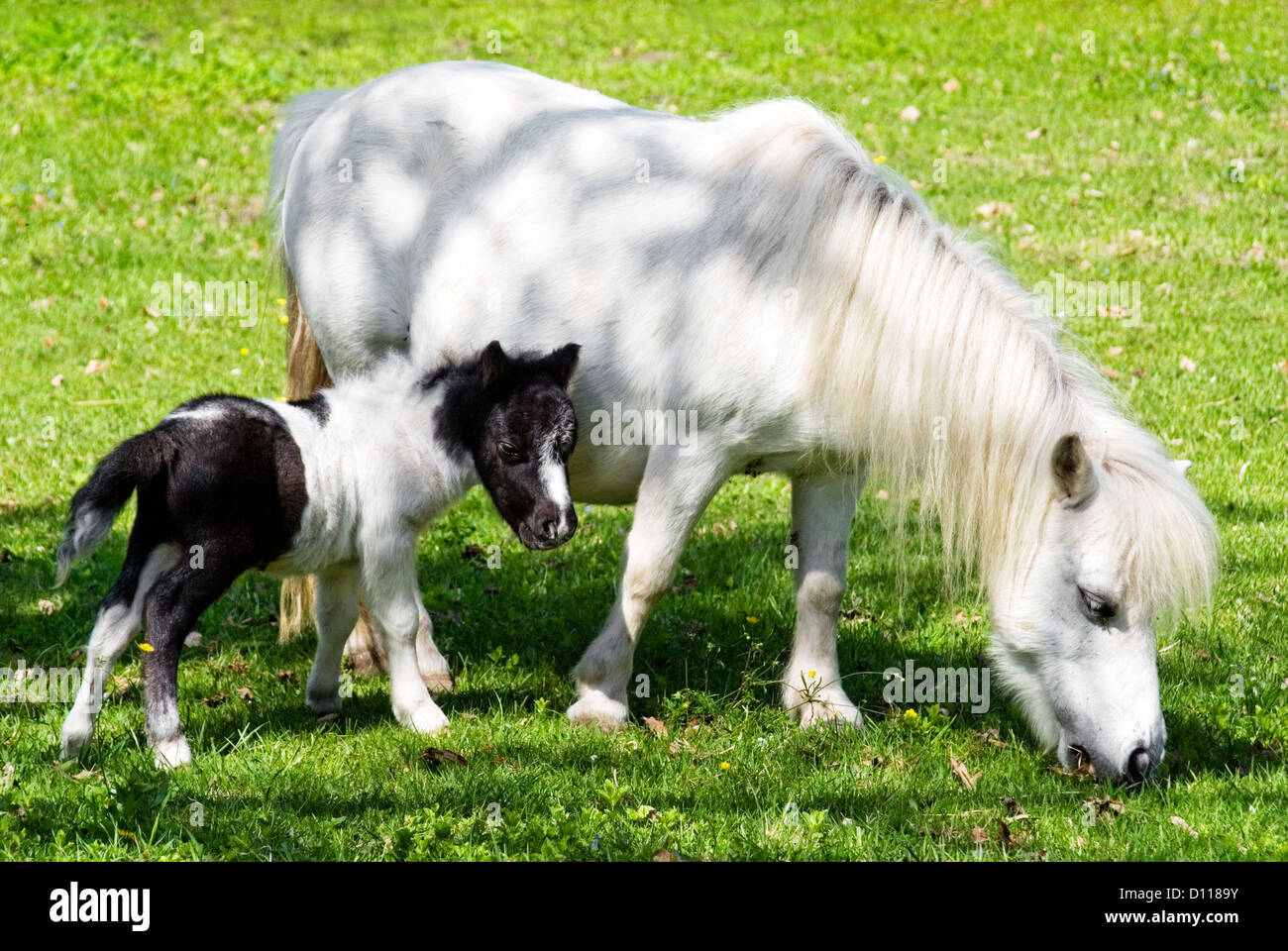 Cheval miniature Banque d'image et photos - Alamy