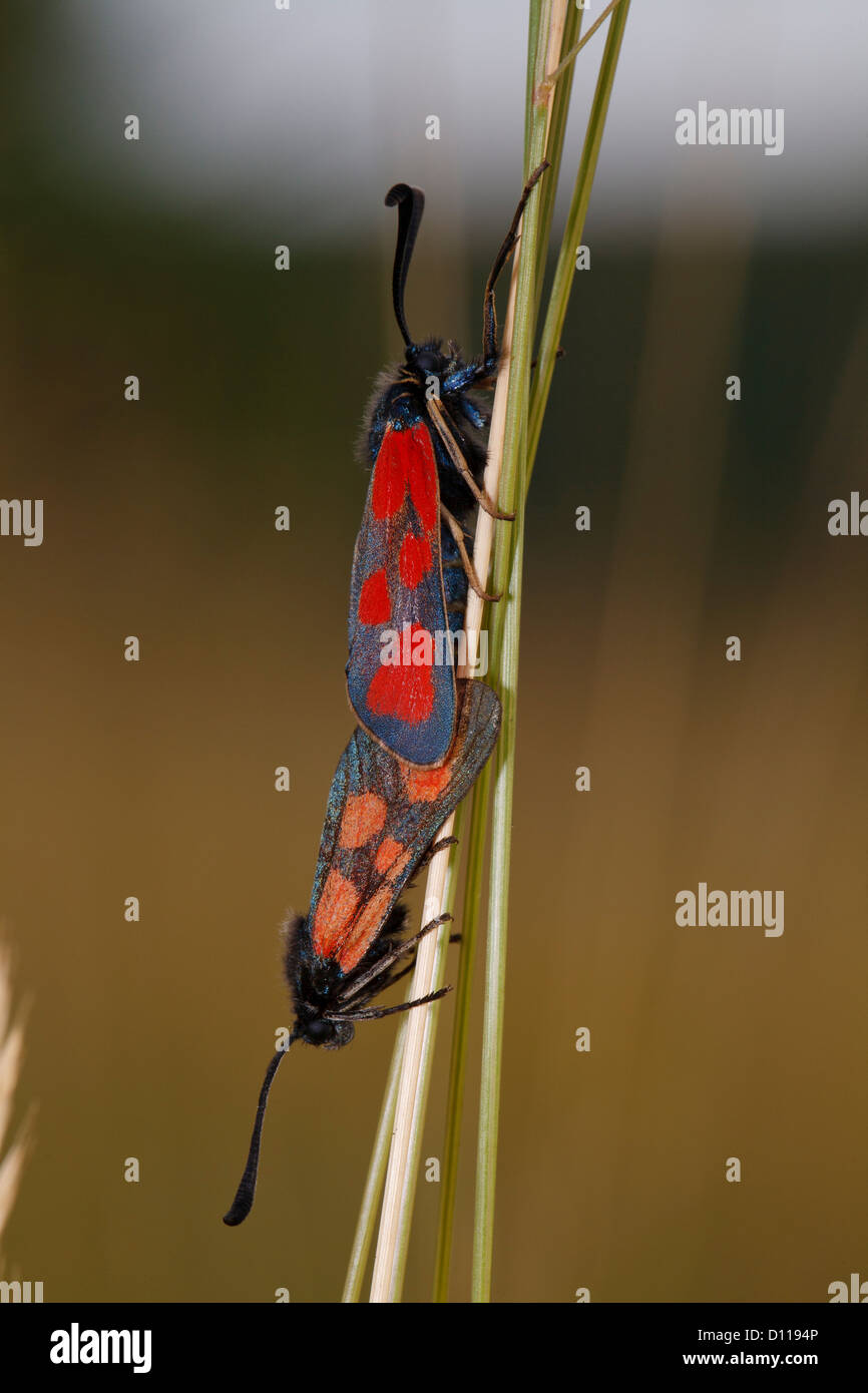 L'accouplement des papillons Burnet Scotch mince (Zygaena loti ...