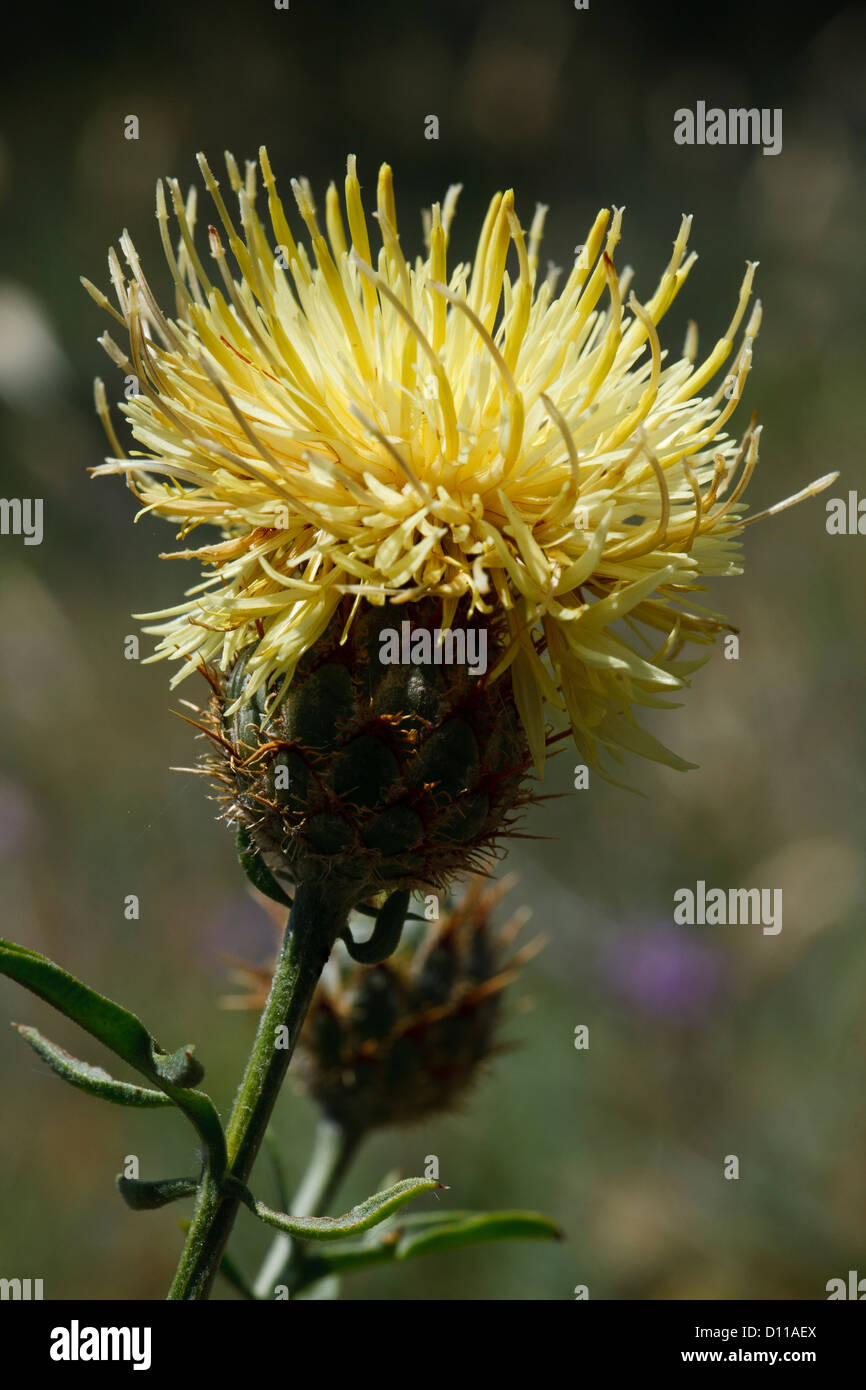 Fleur de roche sauvage Banque de photographies et d’images à haute ...