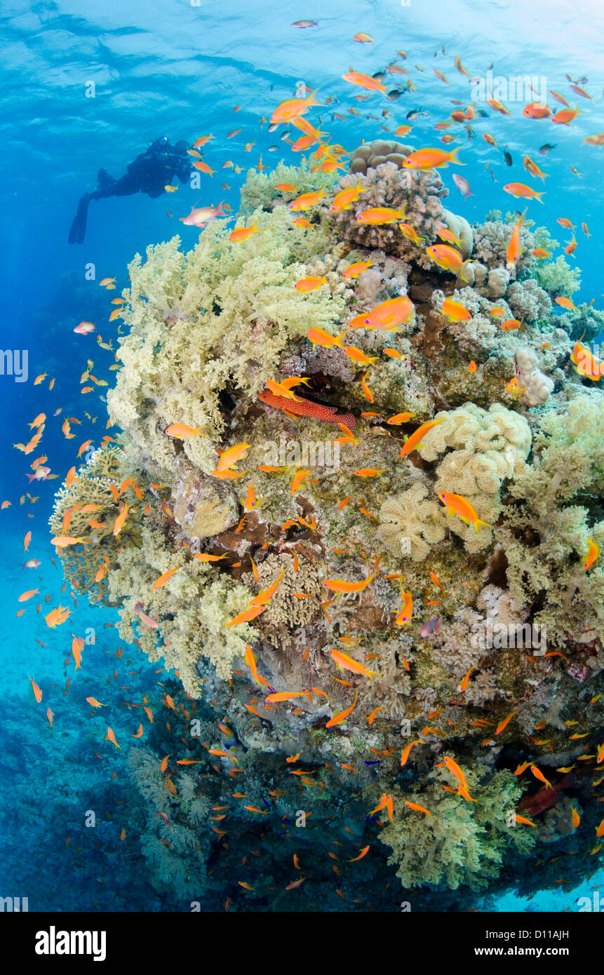 Les récifs coralliens de la mer Rouge, Safaga, Egypte, Mer Rouge, Océan ...