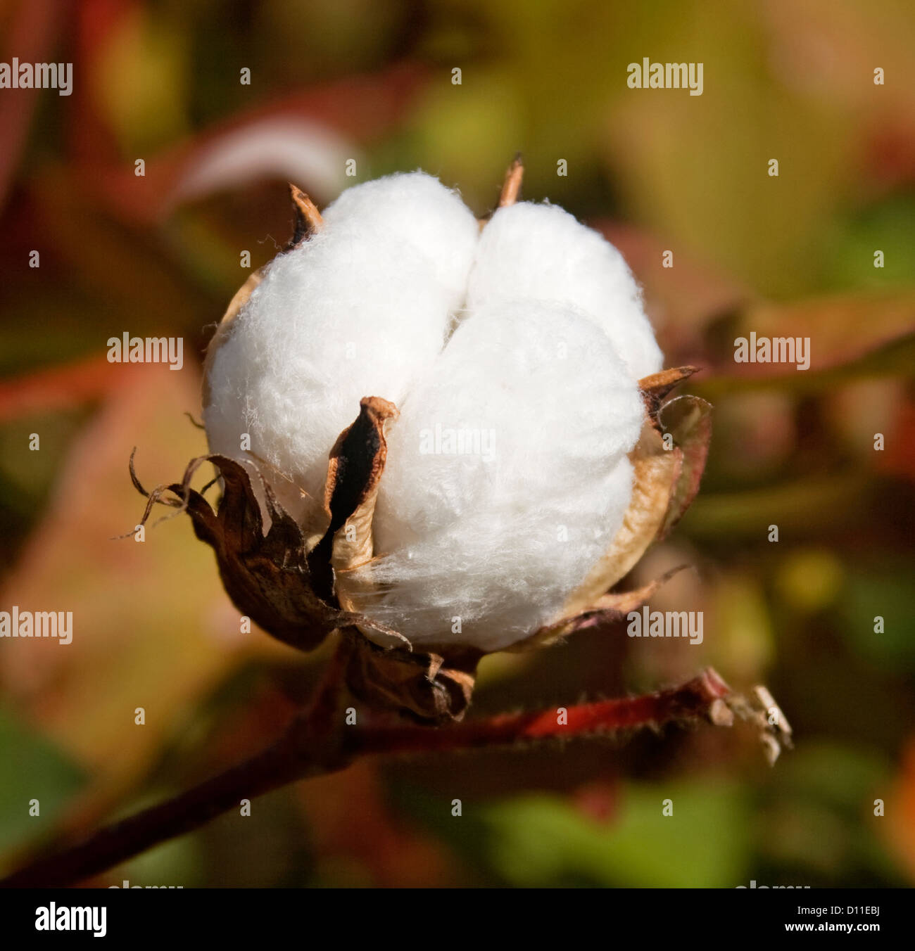 Les fibres de coton blanc avec des capsules sur la culture d'espèces ...