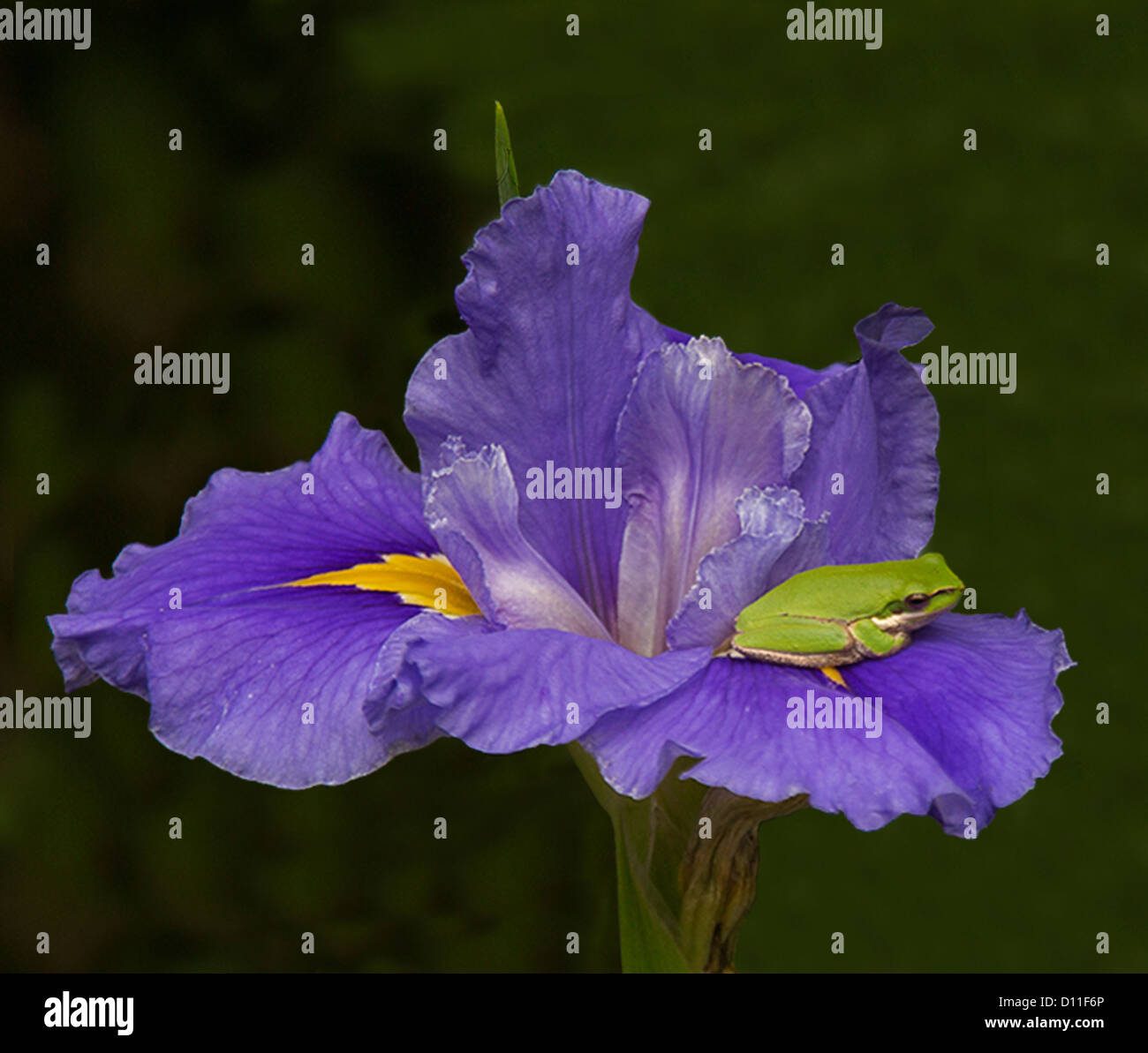 Fleurs sur le tableau de bord Banque de photographies et d’images à ...