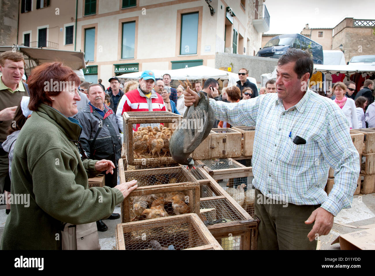 Sineu mallorca animal market Banque de photographies et d’images à ...