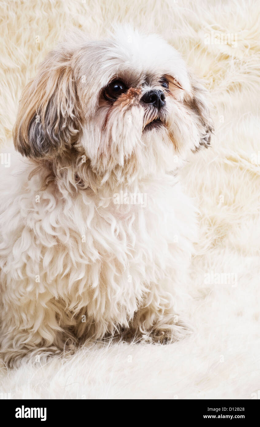 Old lhasa apso dog Banque de photographies et d’images à haute ...