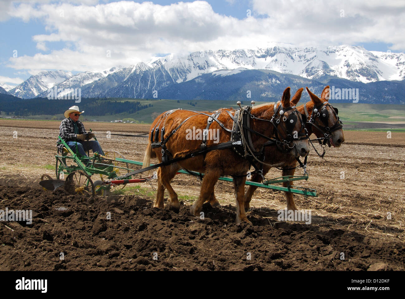 Charrue tirée par un cheval Banque de photographies et d’images à haute ...