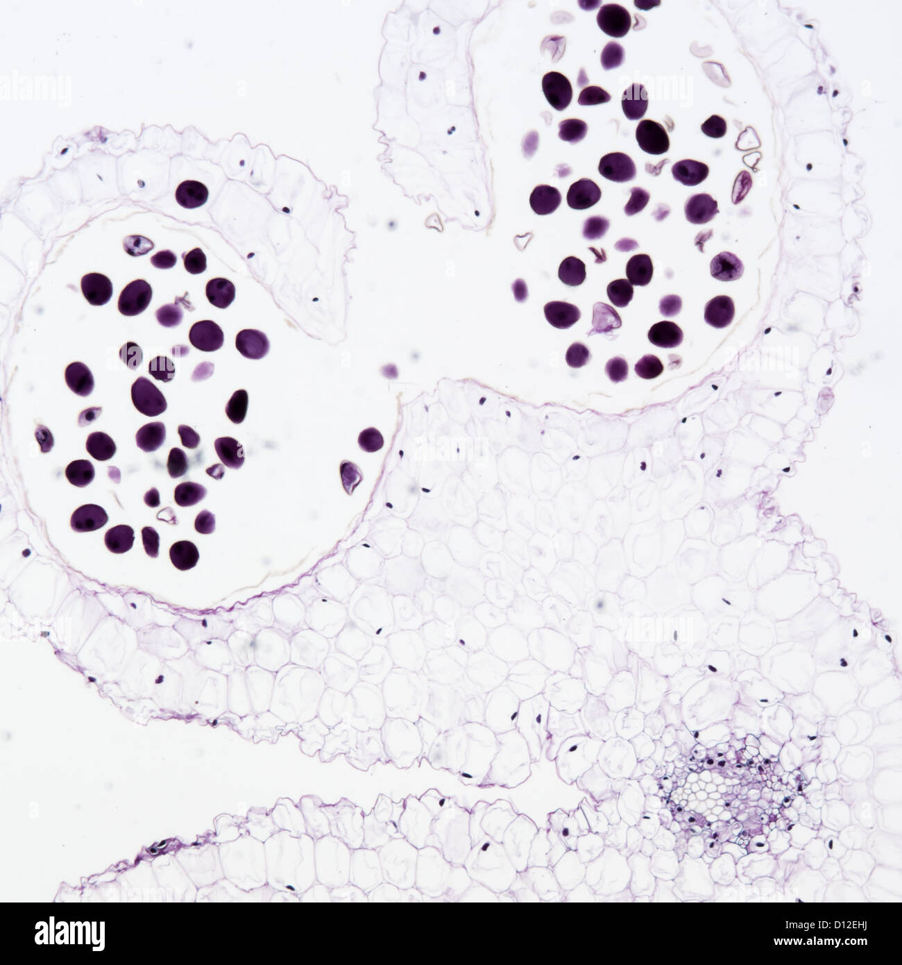Anthère lys microscope méiose Banque de photographies et d’images à ...
