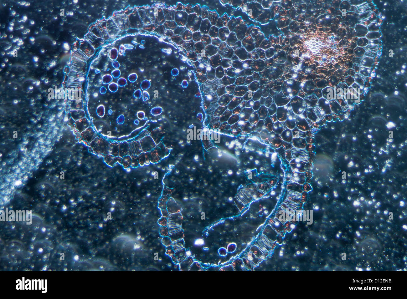 Méiose à cellules de lys Banque de photographies et d’images à haute ...